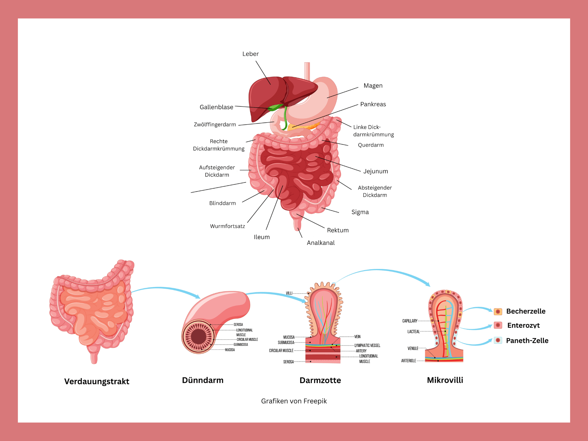 Aufbau des Darms: Anatomie, Funktion